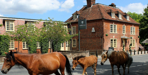 The Best Pubs with Rooms in the New Forest | The Hotel Guru