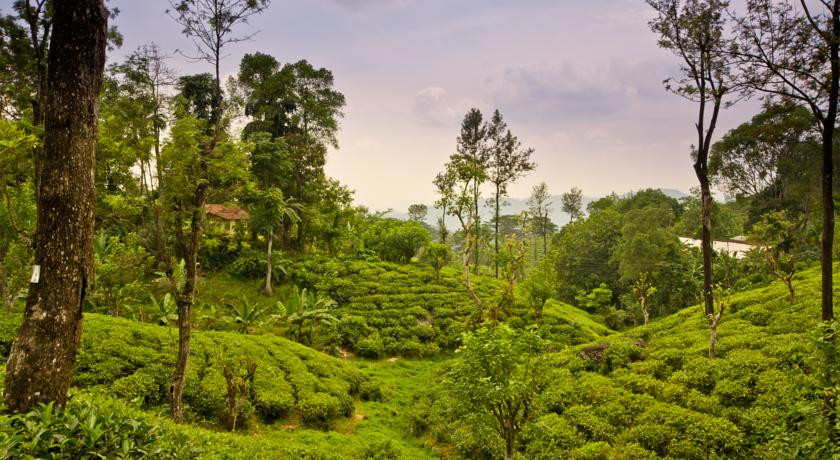 Ashburnham Tea Estate, Kandy Review | The Hotel Guru
