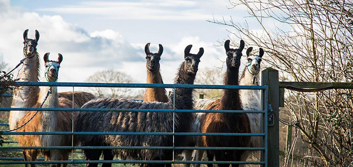The Merry Harriers, Surrey Review | The Hotel Guru