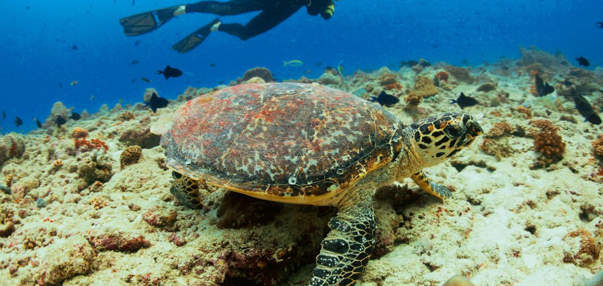 Velaa Private Island, Maldives Review | The Hotel Guru