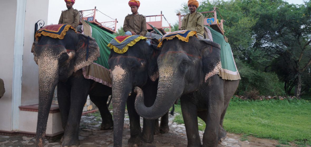 Dera Amer Elephant Camp, Jaipur Review | The Hotel Guru